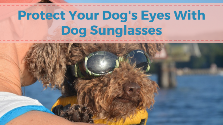 Protect Your Dog's Eyes With Dog Sunglasses - Charleston Dog Walker