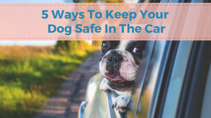 Top 5 Dog Car Safety Tips - Charleston Dog Walker