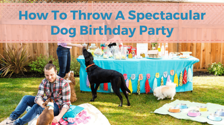 How To Throw A Spectacular Dog Birthday Party - Charleston Dog Walker
