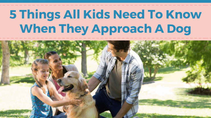 5 Things All Kids Need to Know When They Approach a Dog - Charleston ...