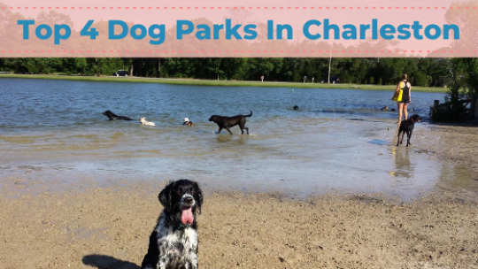 Top 4 Charleston Dog Parks