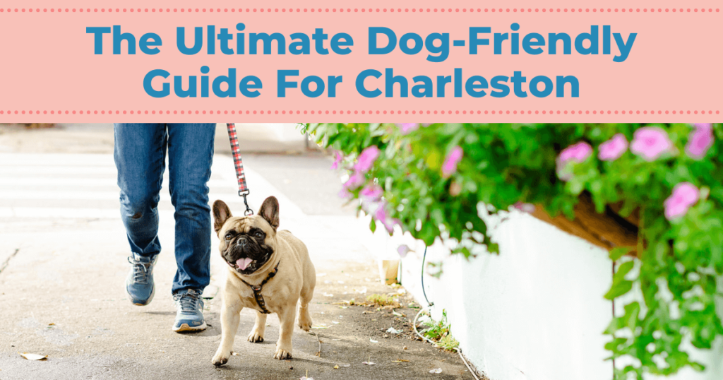 The Ultimate Dog-Friendly Guide For Charleston - Charleston Dog Walker